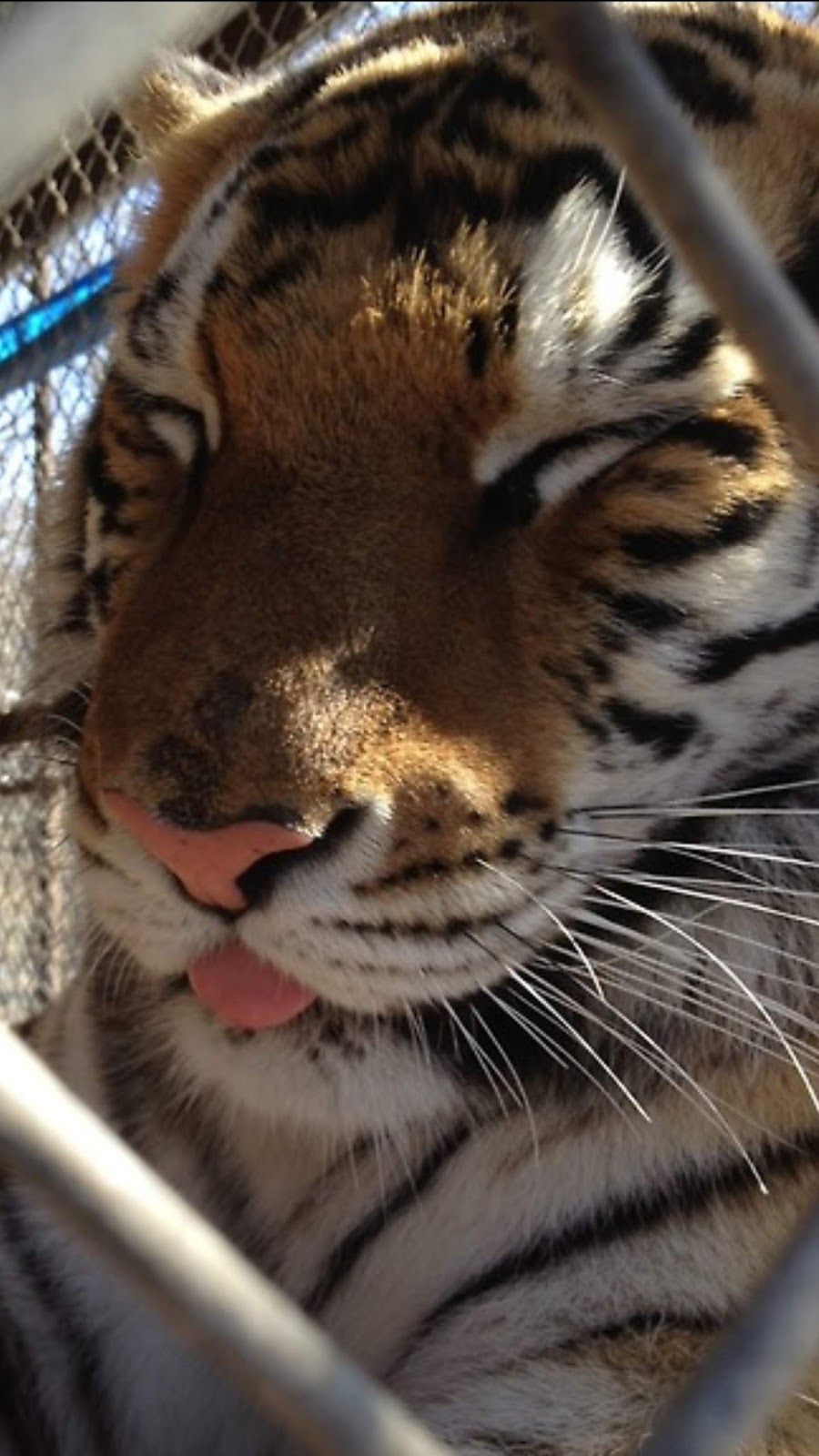 Funny animals of the week - 18 August 2017 (40 pics) | Amazing Creatures