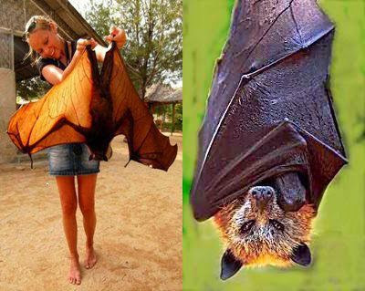 STRANGE THINGS WORLD WIDE: STRANGE AND INTERESTING BATS IN THE WORLD ...