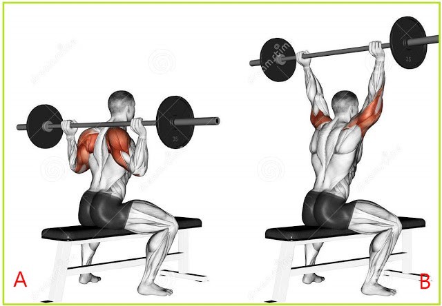 Basic Exercises For Broader Shoulder ~ www.bodybuilding110.com