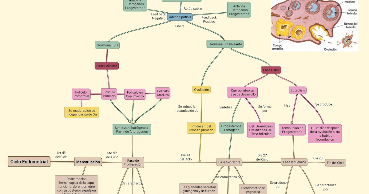 Ivan Lopez Rivas Gineco Uas 2017: 2.- Fisiologia del Aparato ...