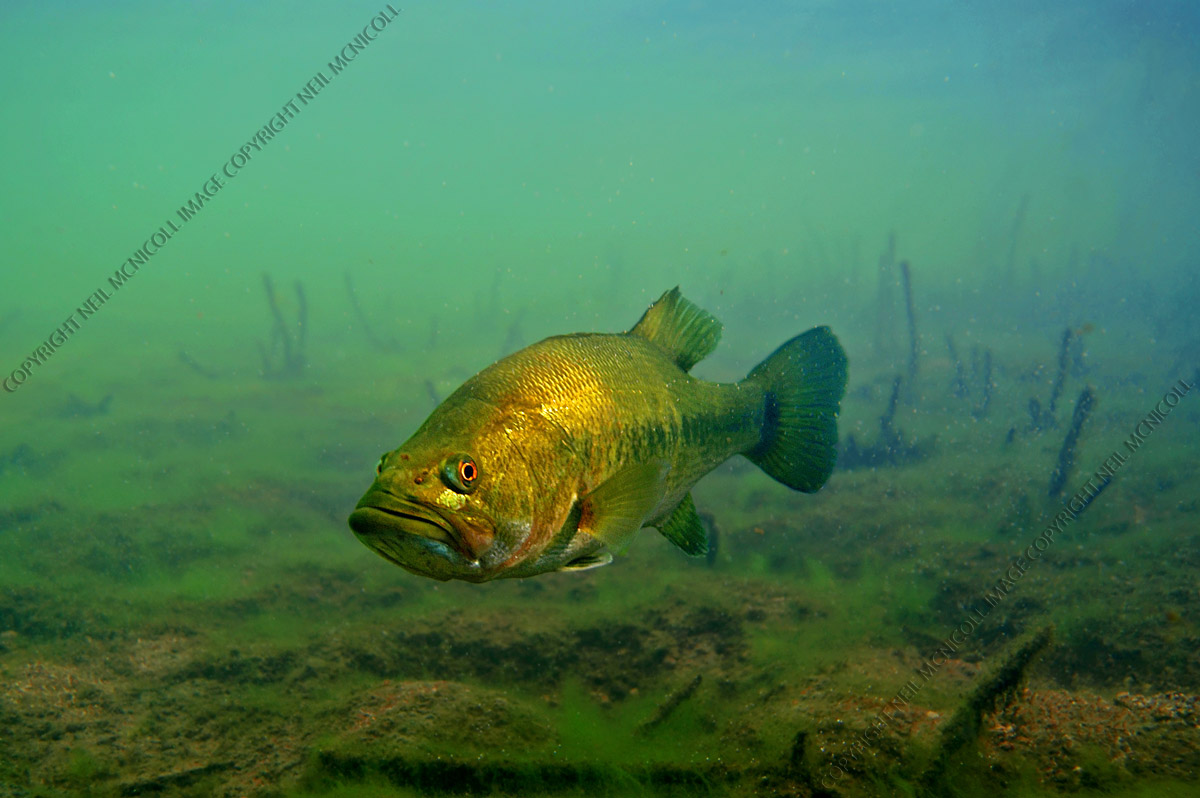 Freshwater Fish Photographs: Bass