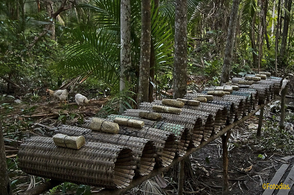 BLOG DO DIAS.: MATAPI.