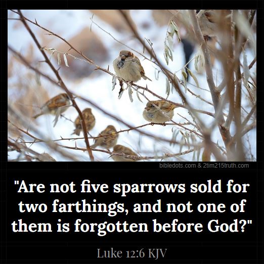 2 Timothy 2:15 Truth: Verse of the Day: Luke 12:6 KJV