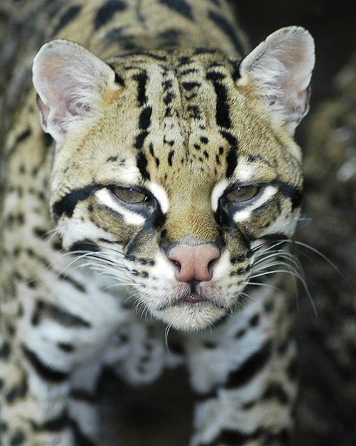 The Ocelot – Really Back From the Brink? | The Ark In Space