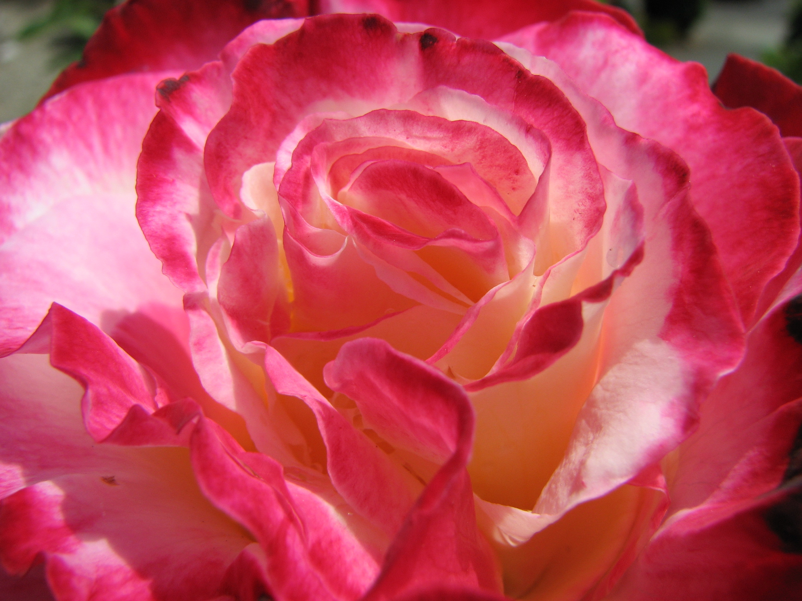 The Enchanted Petal: 365 Days of Floral Education - Days 31-35