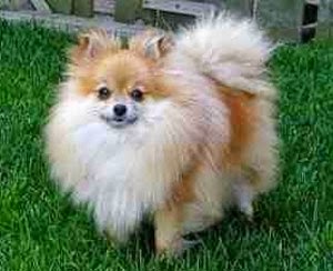 Pomerania o pomerano o spitz enano