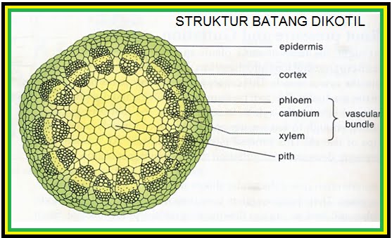 A1galihbagas Struktur Batang Dikotil Fungsi