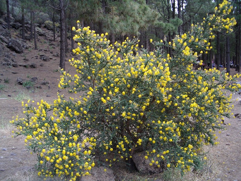 Mi Gran Canaria: CODESO, MOTAÑA (VALSEQUILLO Y V. DE SAN MATEO)