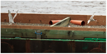 Dublin Bay Birds Project: New Tern raft