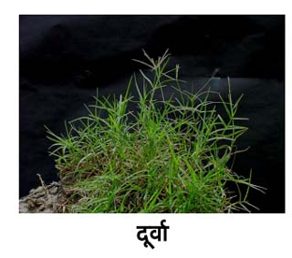 Different Uses Of Durva - Kusha - Darbha Grass In Hindu Religion ...