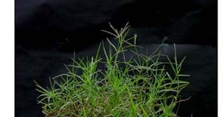 Different Uses Of Durva - Kusha - Darbha Grass In Hindu Religion ...