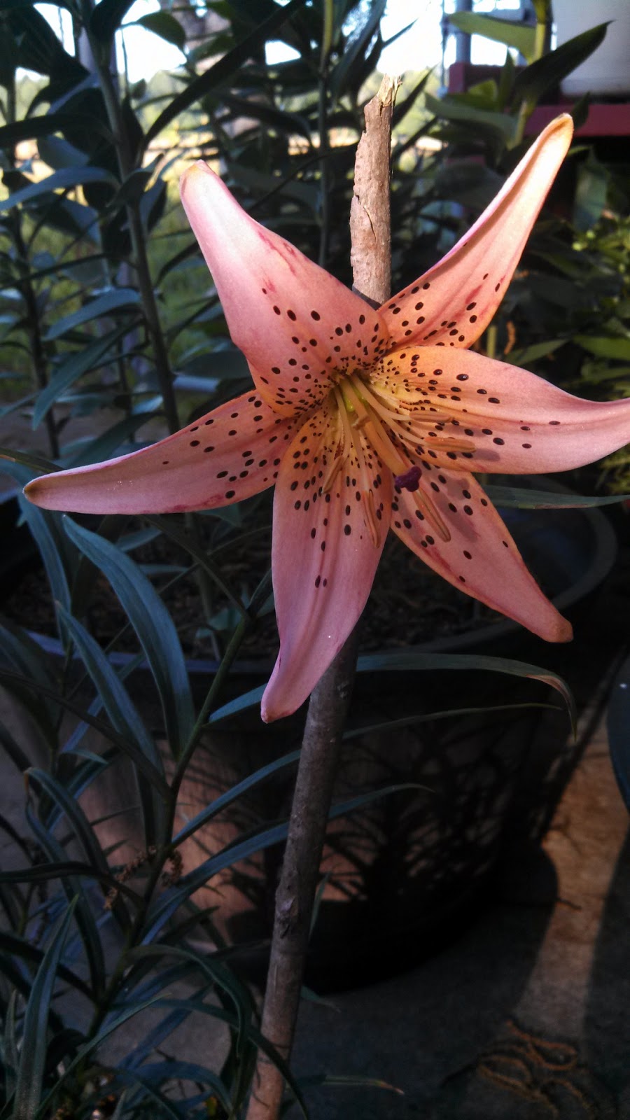 The Weekend Gardener: The Mystery Lily Blooms