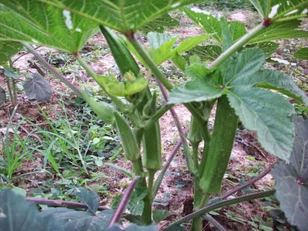 Jualan Benih Tanaman Semua Menjadi: Bendi