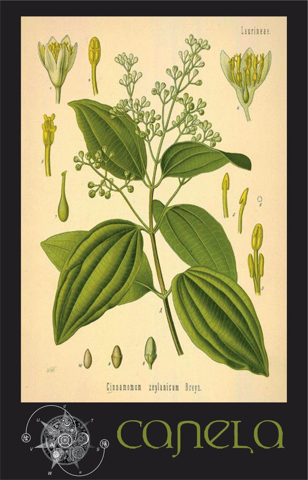 Canela (Cinnamomum zeylanicum) - Mahou Grimoire