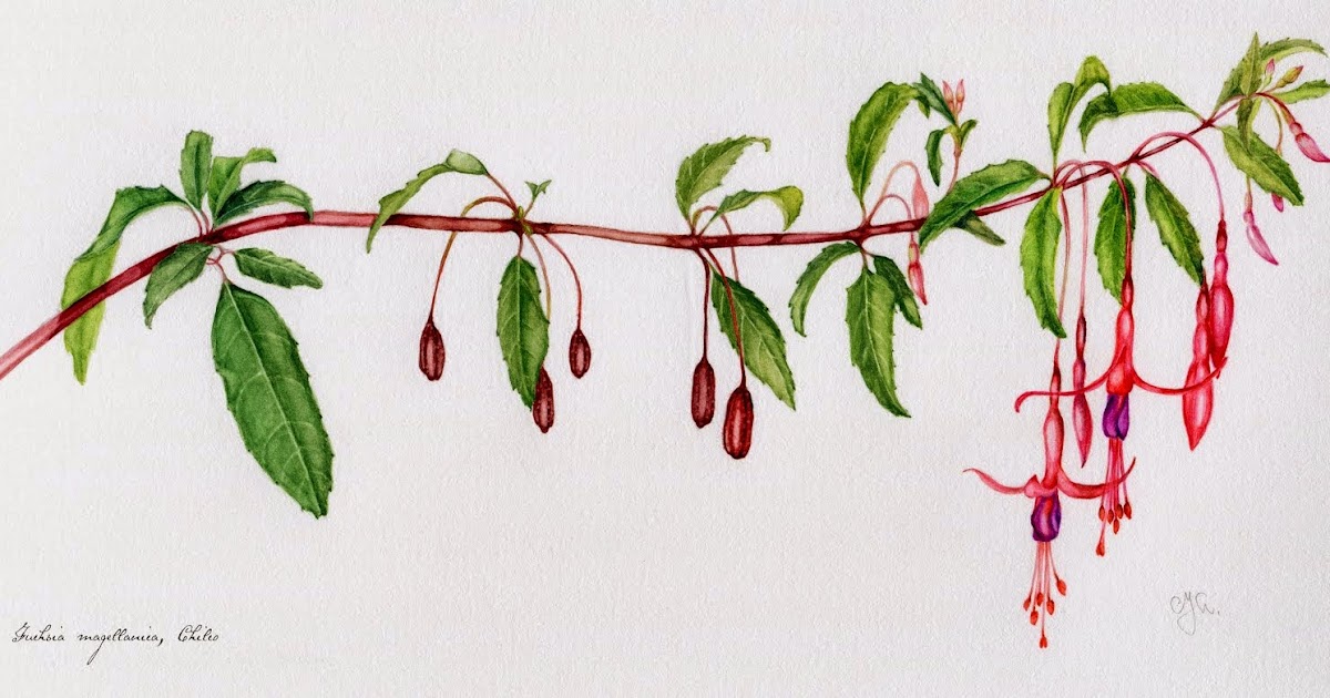 Chilco Fuchsia magellanica - María José Herrada