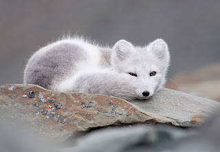 Morten Mørkved`s fotoblogg: Fjellrev på Svalbard