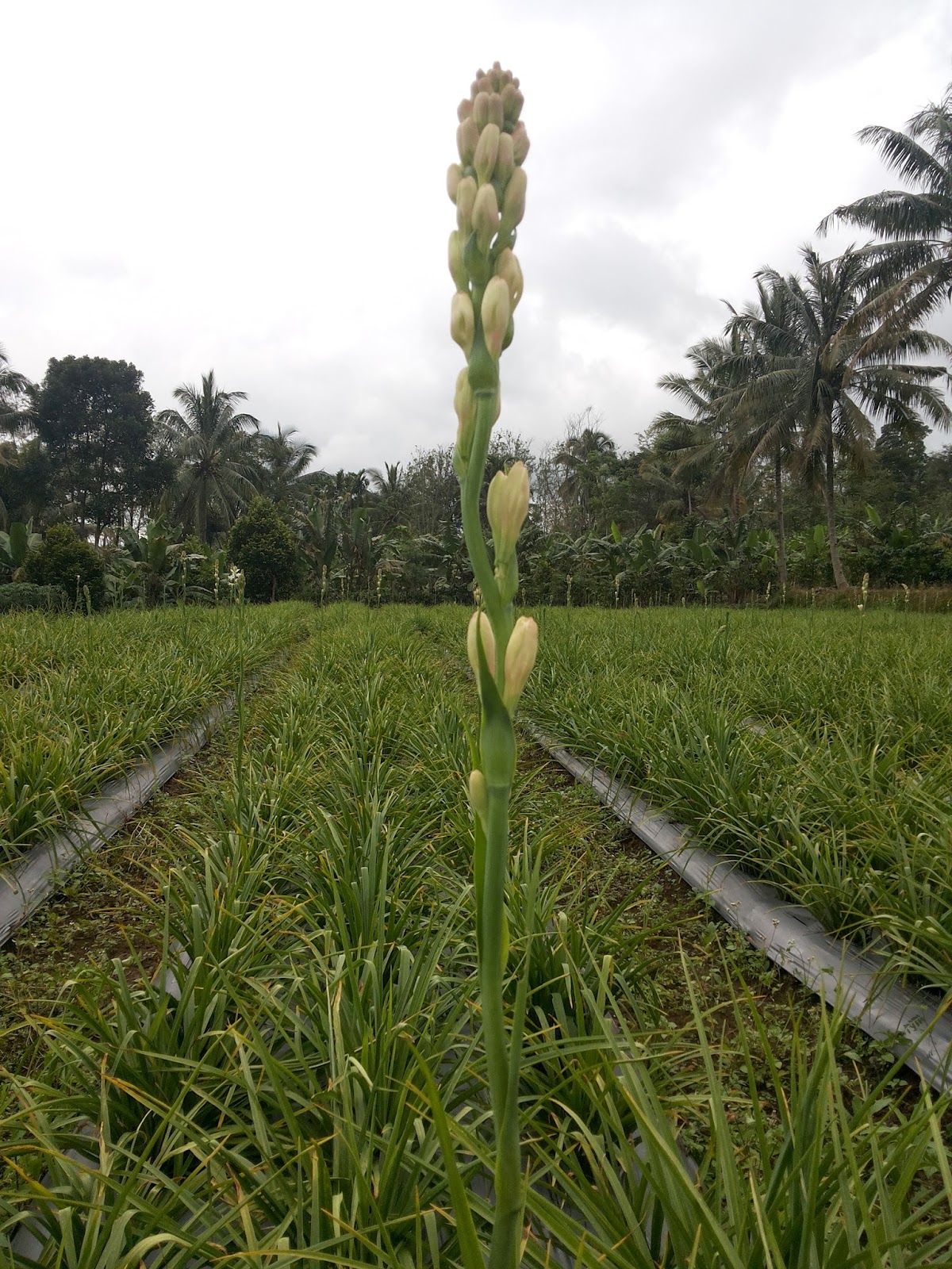 Budidaya Bunga Sedap Malam di Desa Wonoharjo Tanggamus