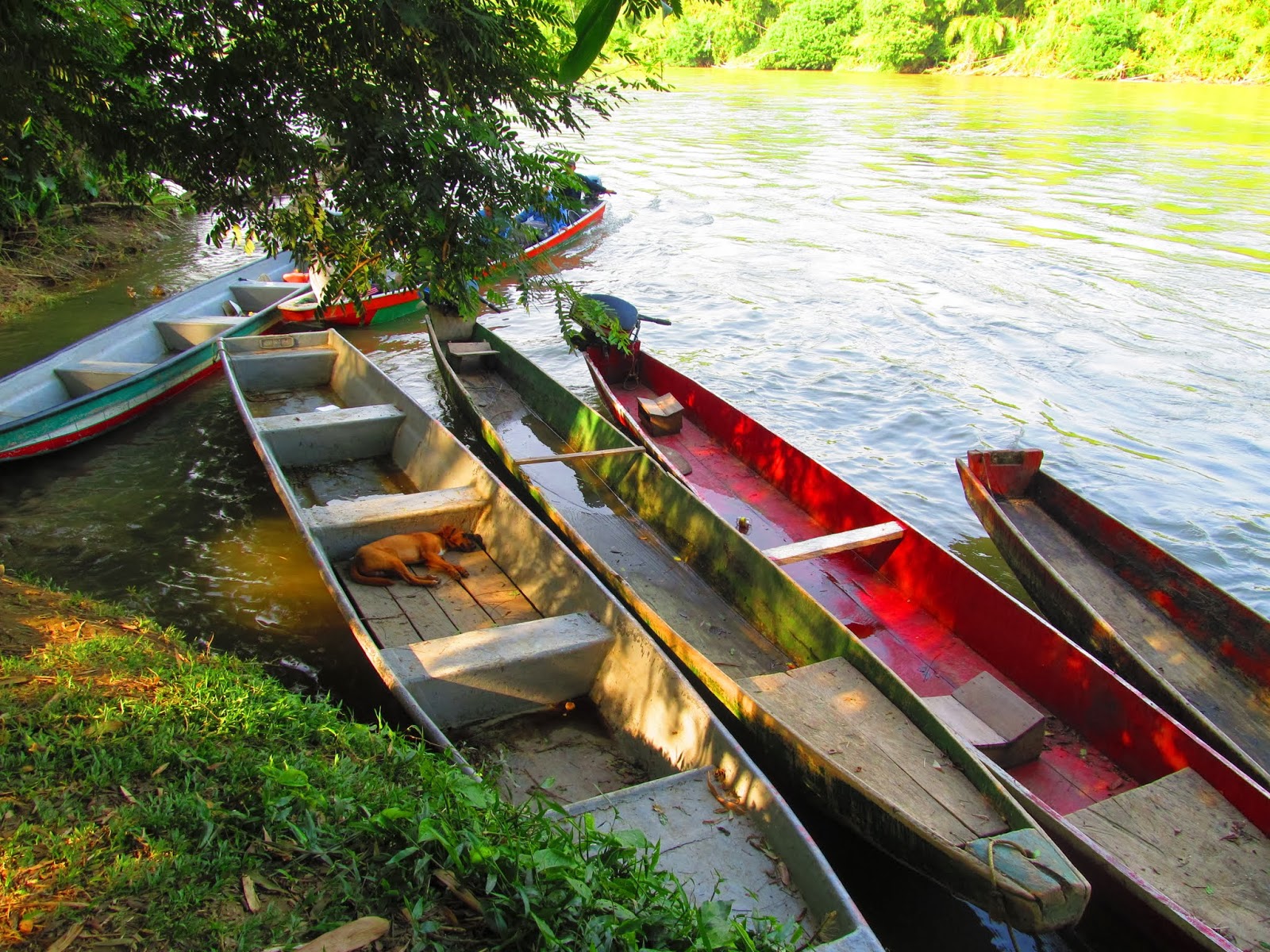 Espacio de Pesca: Pesca de Picuda y Dorada en el Rio La Miel, Norcasia ...