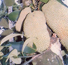 Budidaya Tanaman Pangan: CEMPEDAK