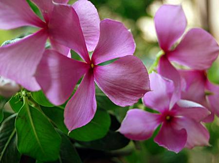 Healthy Living by Nature: Periwinkle : Benefits and Uses