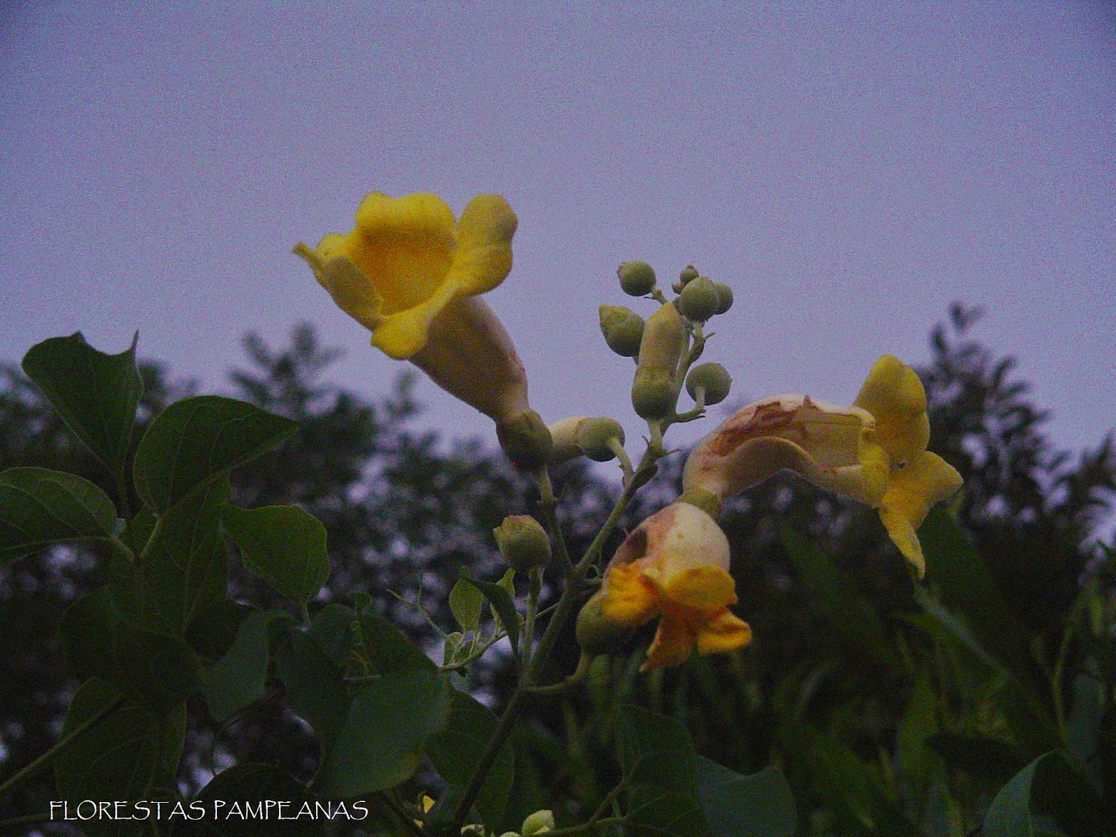 Florestas Pampeanas: FLORA PAMPEANA: ACA-BRO.