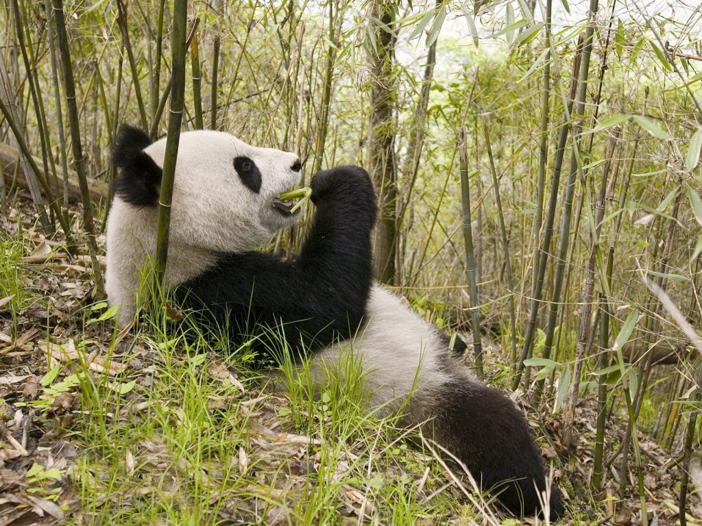 Saveanimalsworld: Oso panda