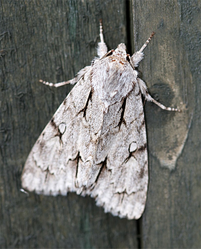Murfs Wildlife : Grey Dagger Moth