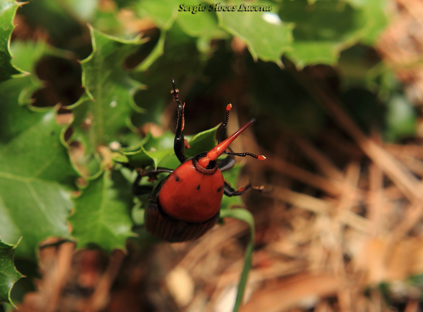 Viajes, Salidas, Naturaleza, (Fotografía).: Picudo Rojo (Rhynchophorus ...