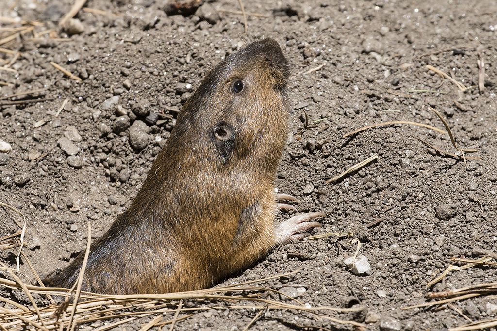 Your Daily Dose of Sabino Canyon: Gopher Yoga