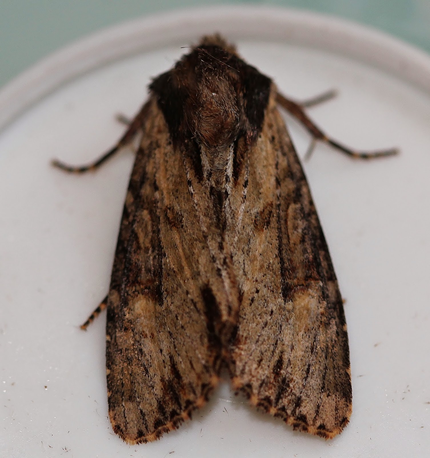 The Garden Moth Challenge: Another 21 species to add.Up to 33 with best ...