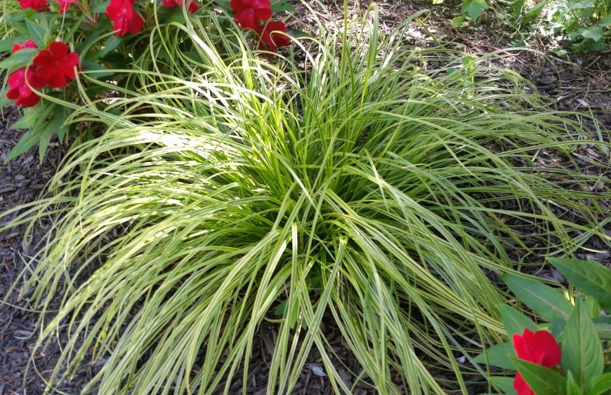 Future Plants by Randy Stewart: Carex - Ornamental Sedge