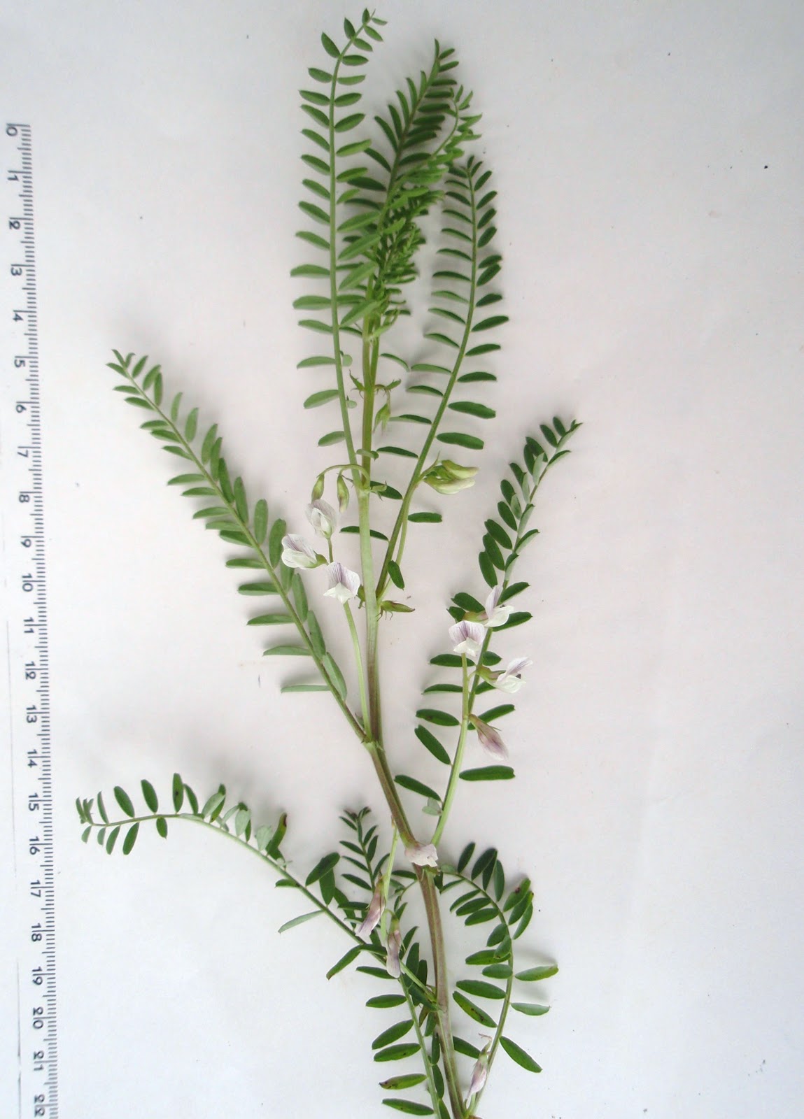 HERBARIO VIRTUAL DE BANYERES DE MARIOLA Y ALICANTE: Vicia ervilia ...