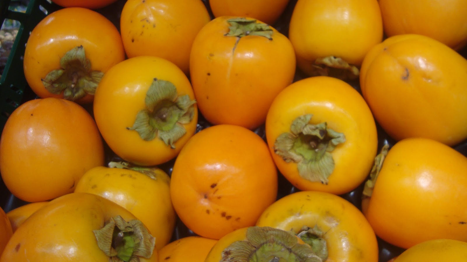 CAQUI ( Diospyros ) - El Jardín de Elbe