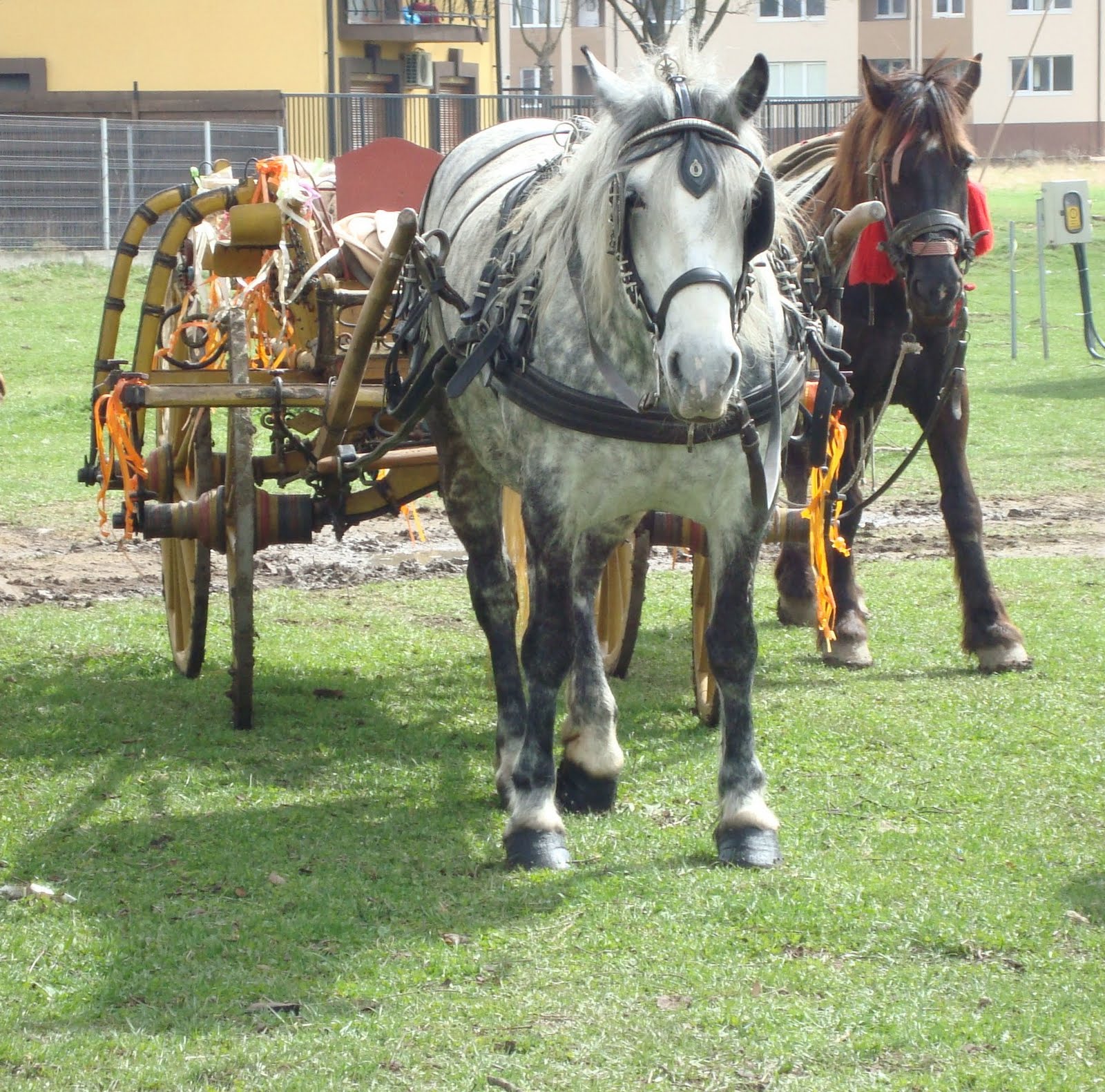 Nunta "Vis-a-Vis": Caruta tiganeasca