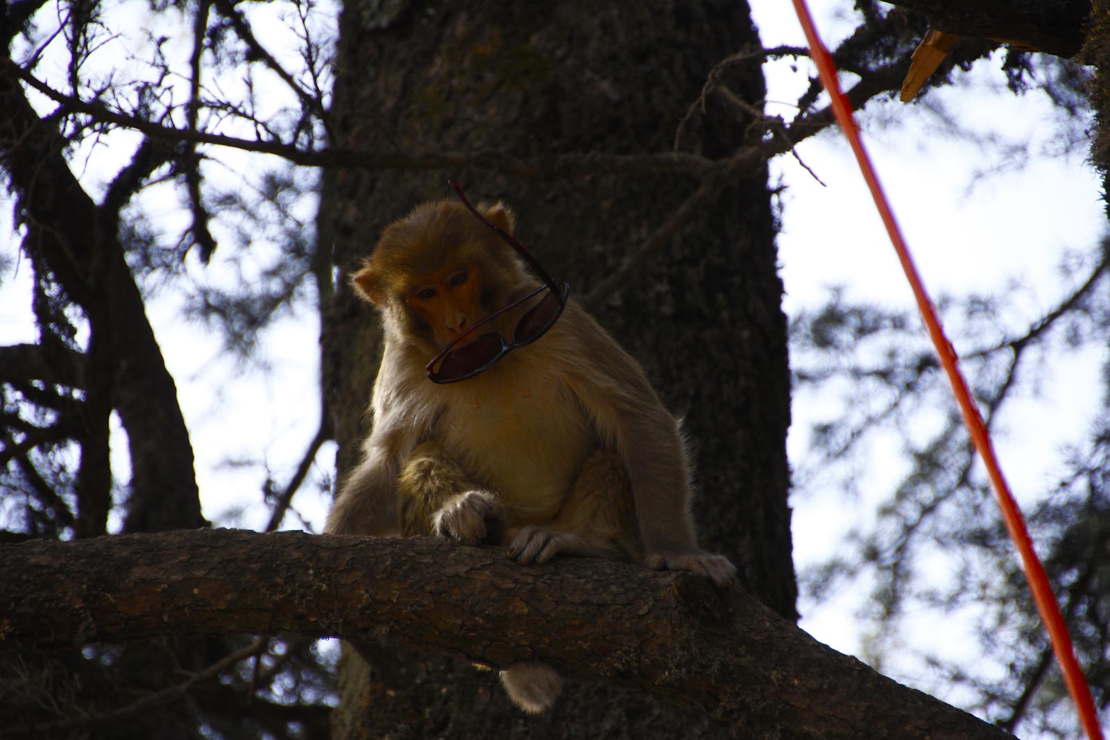 The Sacred Curry: Monkey Madness in Serene Shimla