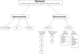 Sharwanda's Spot: The Importance of Macro-and Micronutrients