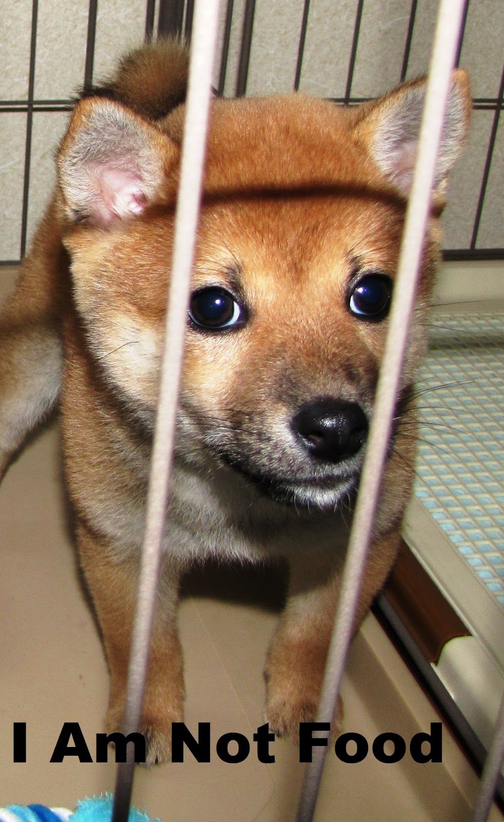 Japanese People Eating Dogs