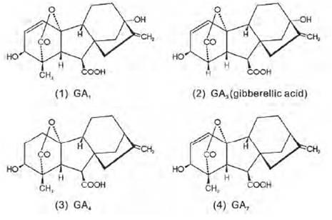 Plant Biotech: Gibberellins