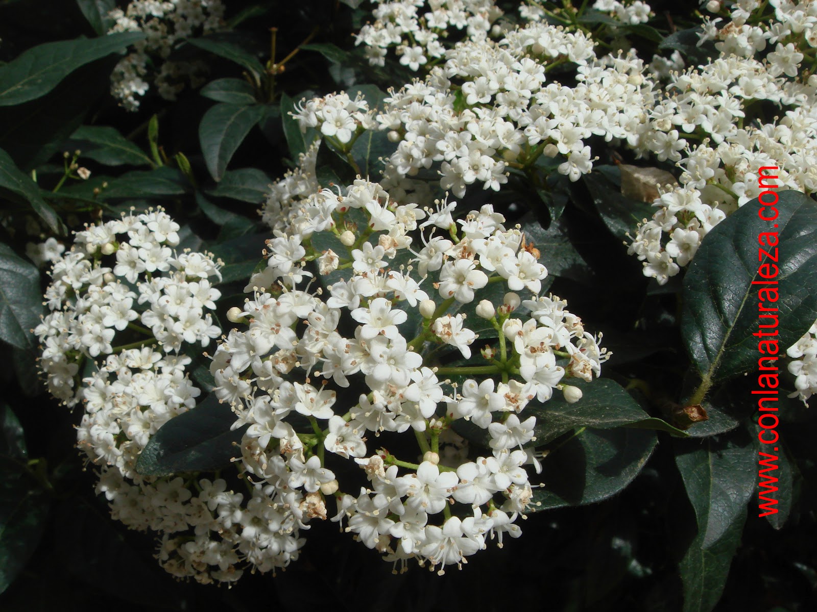 Flora urbana de Getafe: Durillo