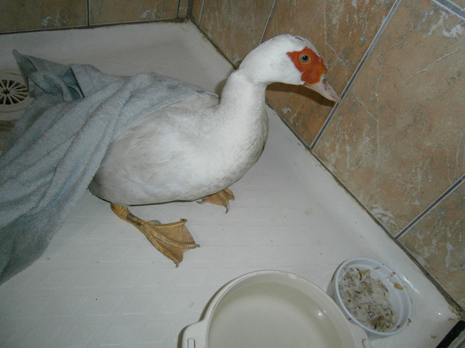 Hands Are Full, Heart Is Full. : I think my duck has rickets... please ...