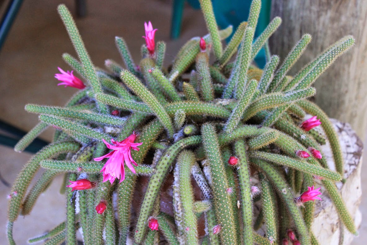 The Succulent and Cactus Lady : Rattail cactus (aporocactus flagelliformis)