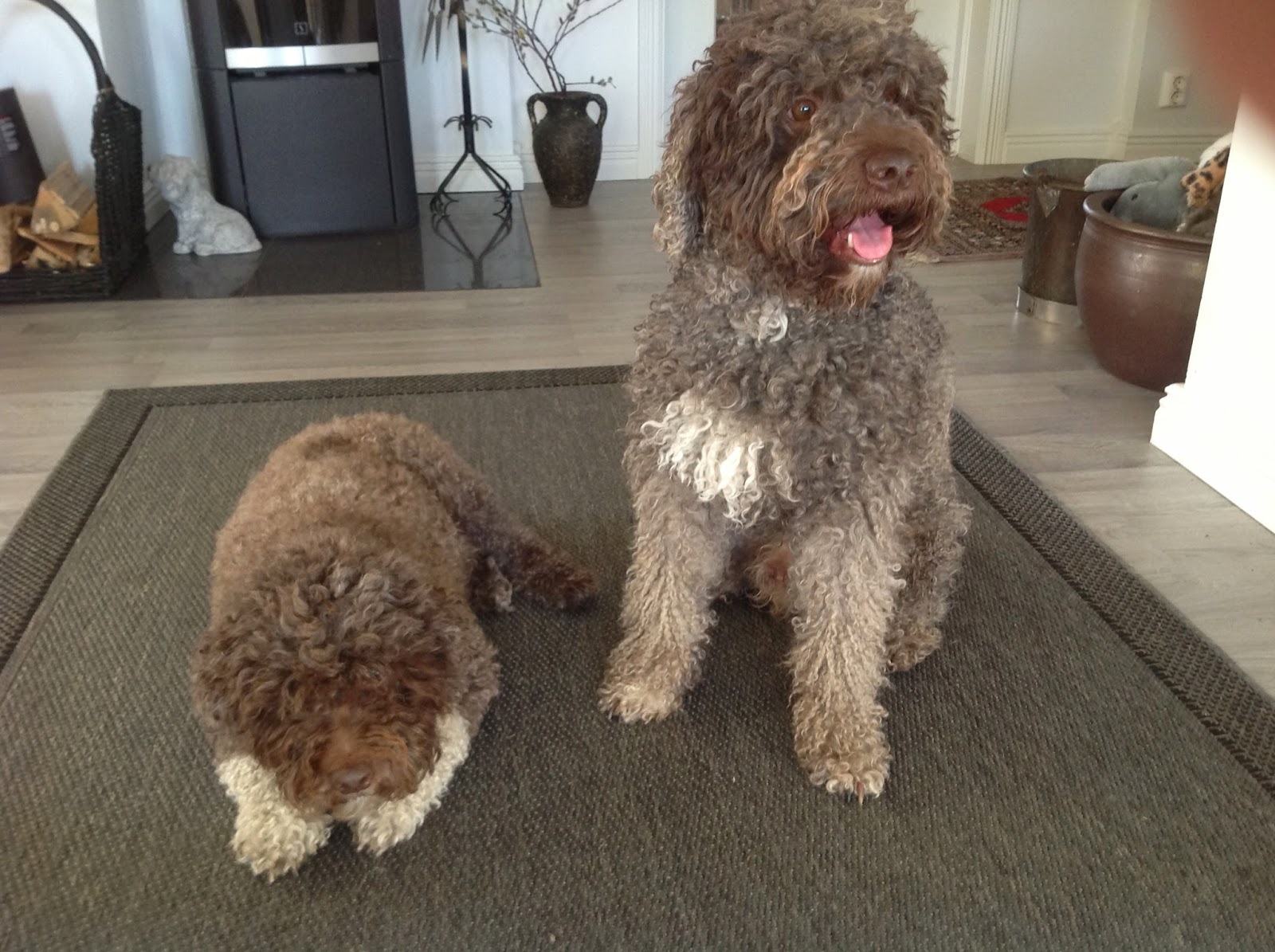 Graceline's Golden Retriever & Lagotto Romagnolo