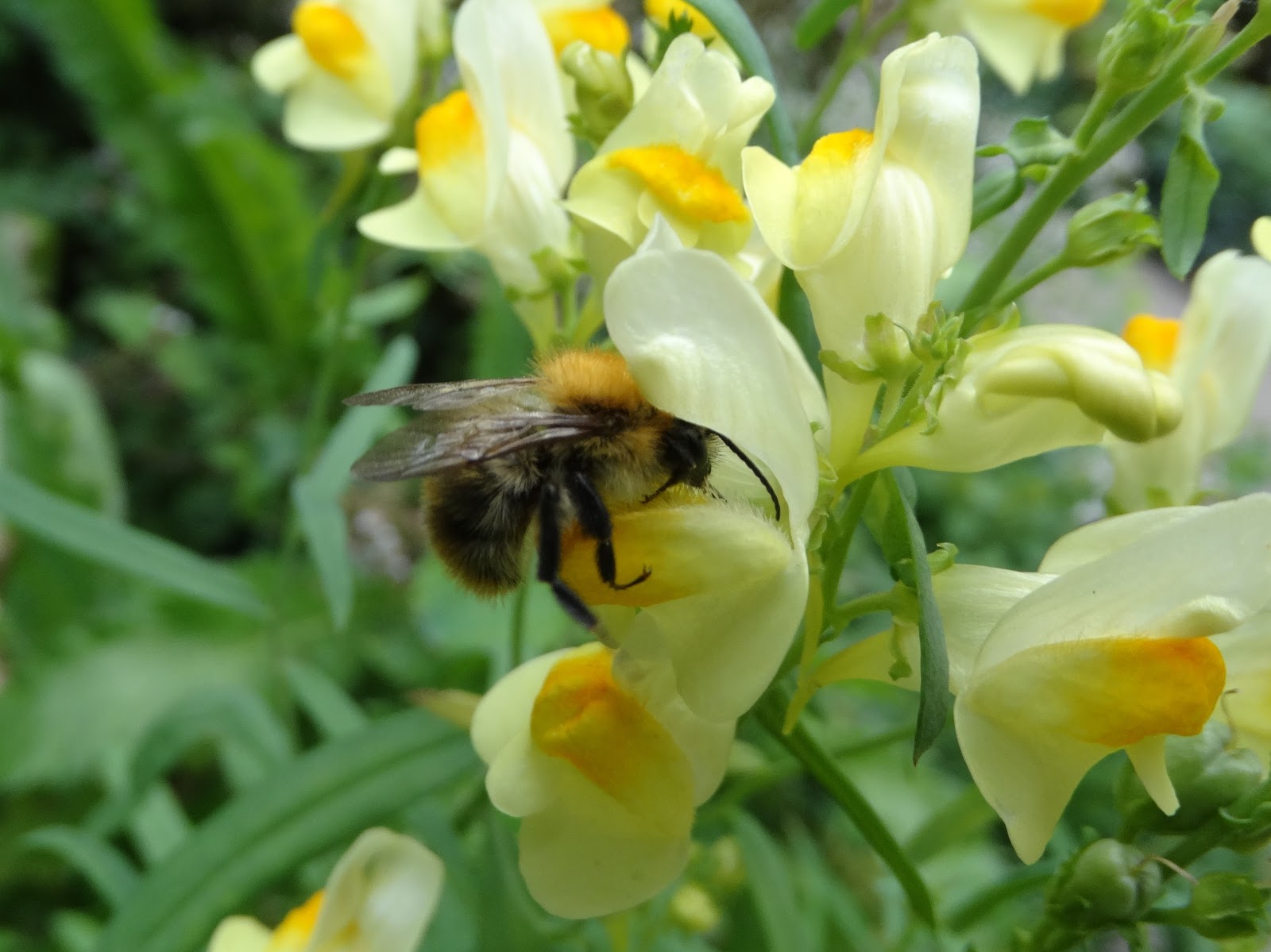 oog voor de natuur: Akkerhommel (Bombus pascuorum) bezoekt ...