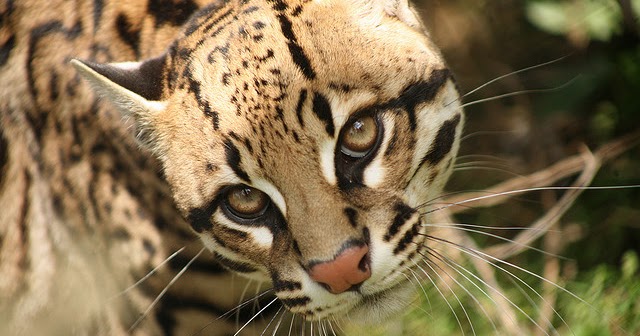 Vida apacible y venturosa: El Tigrillo