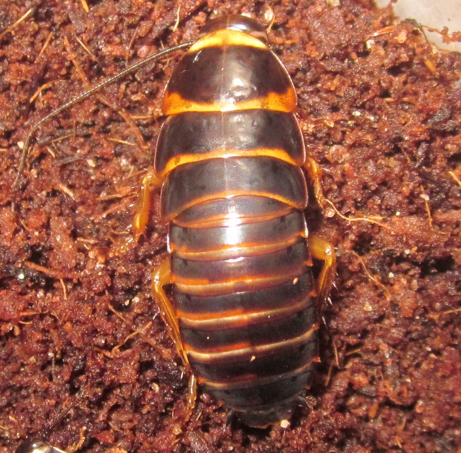 Invertebrate Dude: Christmas Zombie Roaches! (Pt. 1)