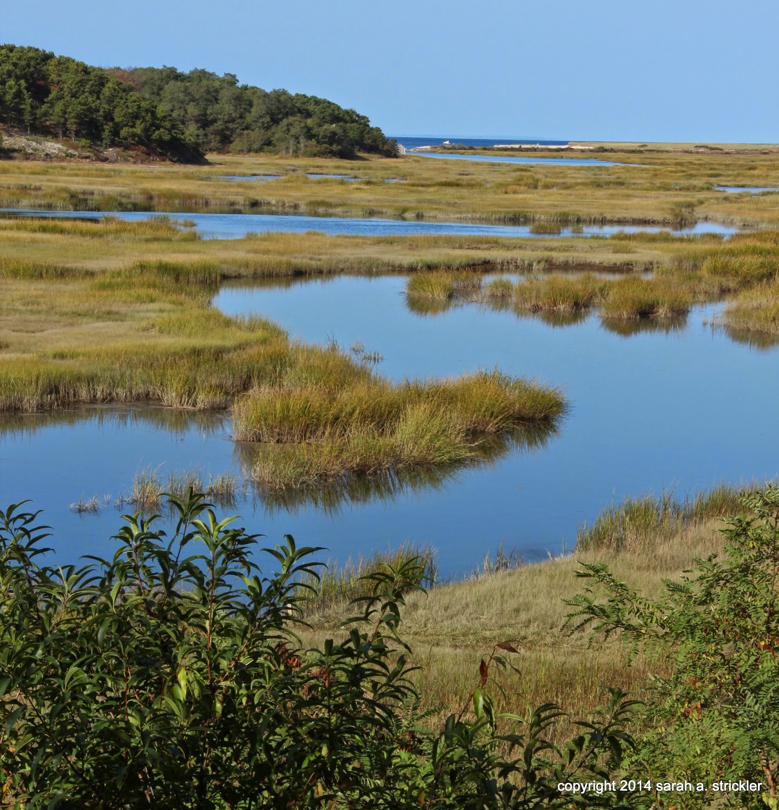 Of Leaf and Limb: Views along the Pamet: Truro's Tidal River and a ...