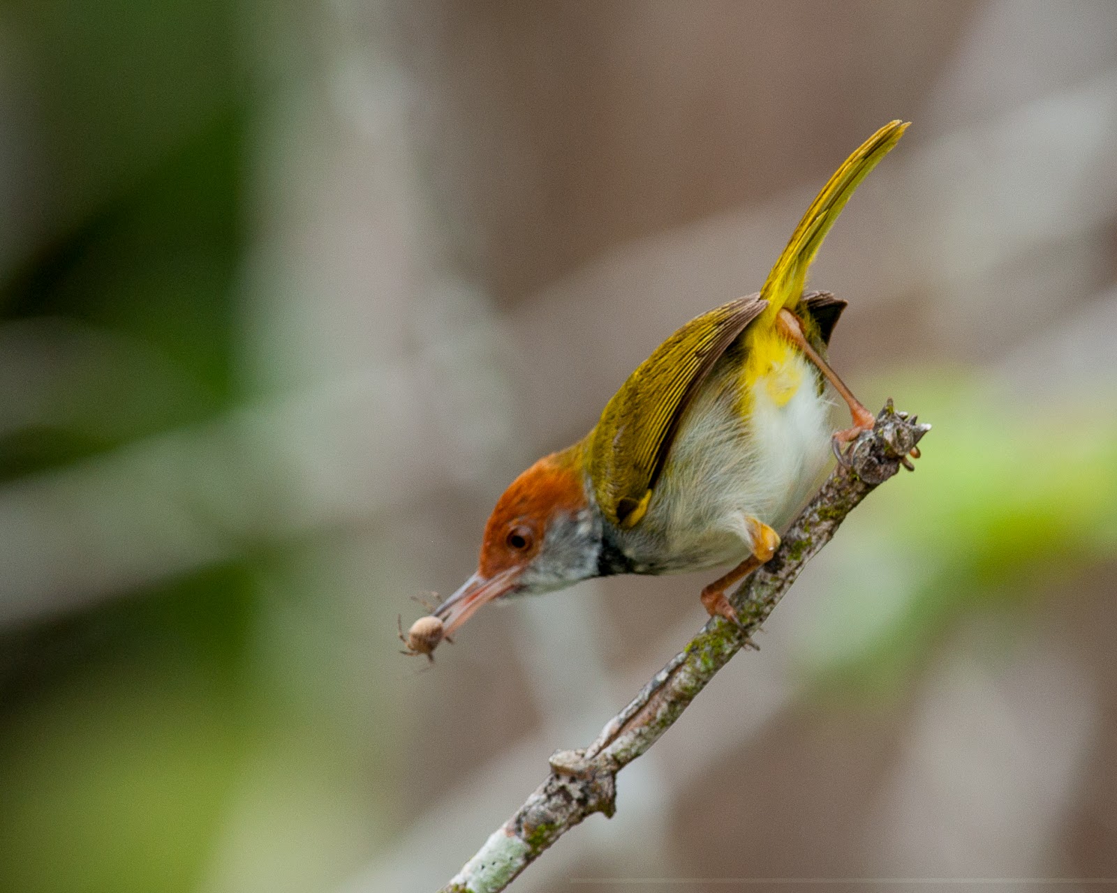 Zul Ya - Birds of Peninsular Malaysia: Dark Necked Tailorbird