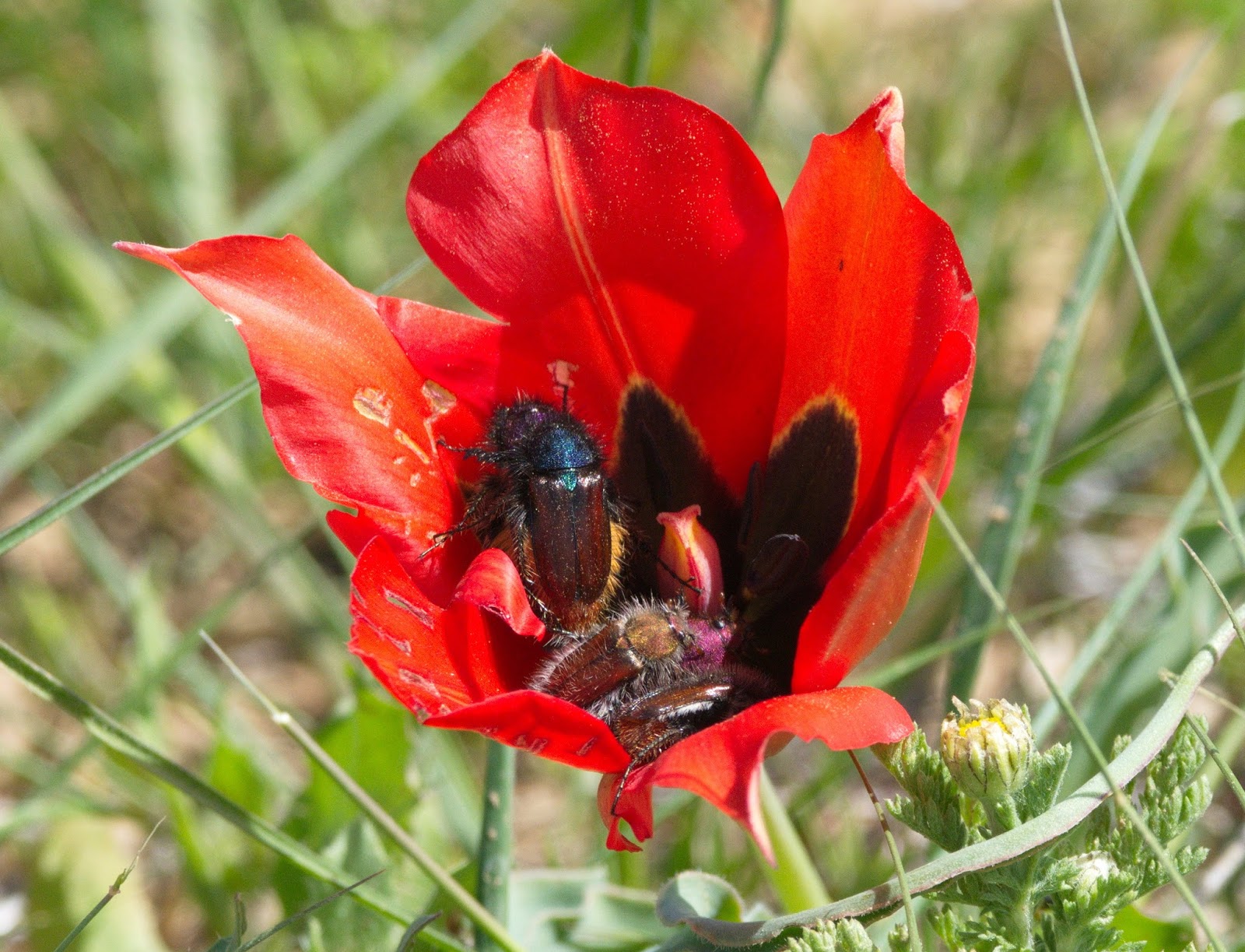 Dominic's Field Photos: Har Amasa flowers