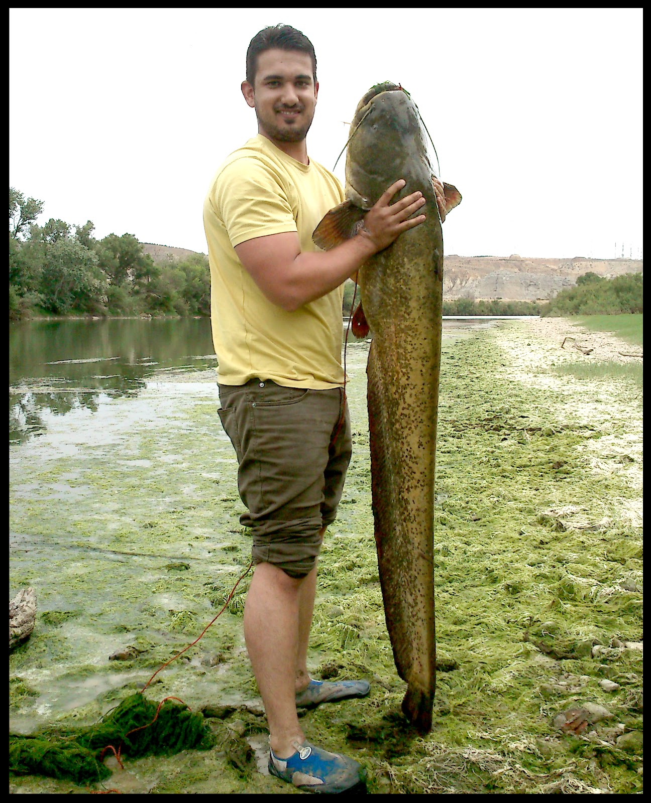 Avesnatura: Pesca del Siluro (Silurus glanis)