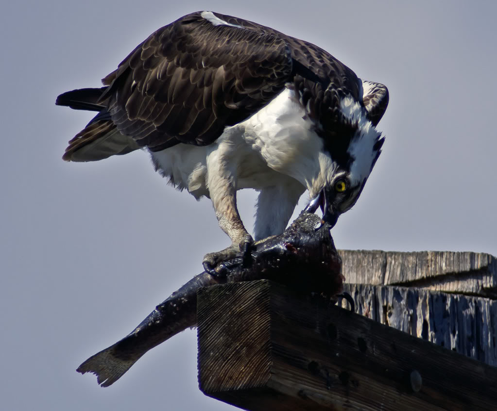 Osprey | The Life of Animals